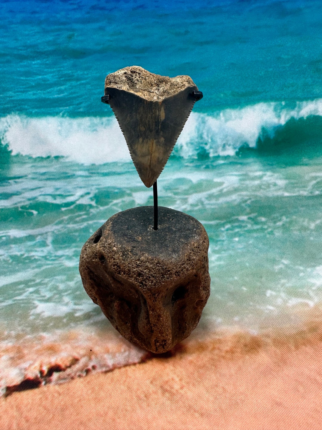 2.06” Sharp Fossil Great White Shark Tooth Ocean Teeth Dinosaur Fish ...