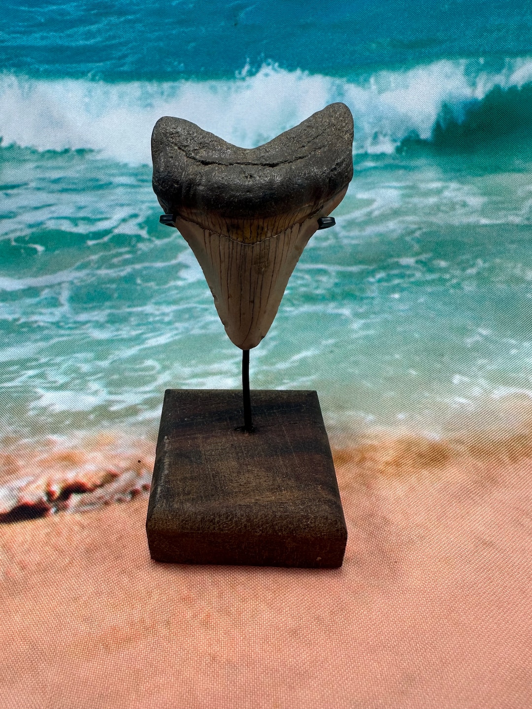 2.57” Sharp Fossil Megalodon Orang Bourlette Shark Tooth Ocean Teeth ...