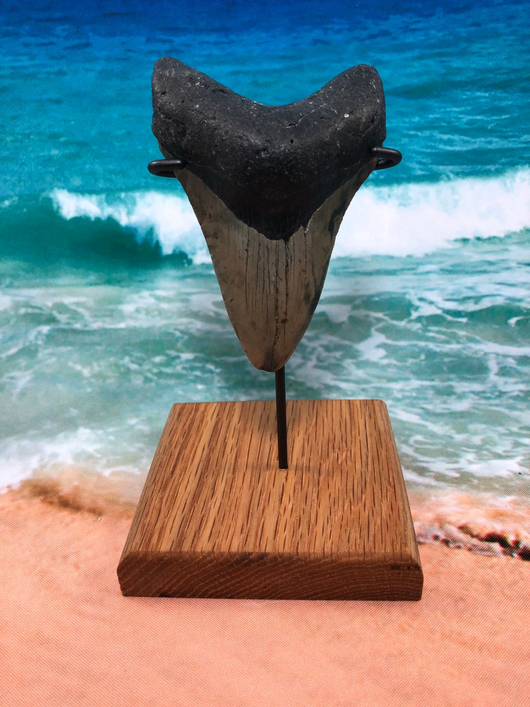 4.40” Giant Fossil Megalodon Shark Tooth Ocean Teeth Dinosaur Fish ...