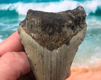 3.24 Real Fossil Megalodon Shark Tooth-scuba DIVER DIRECT - Etsy