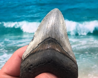 3.24 Real Fossil Megalodon Shark Tooth-scuba DIVER DIRECT prehistoric ...