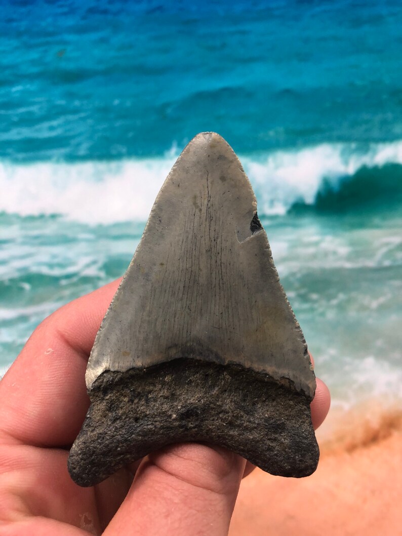 3.37” Real Fossil Megalodon Shark Tooth-scuba DIVER DIRECT —prehistoric ...