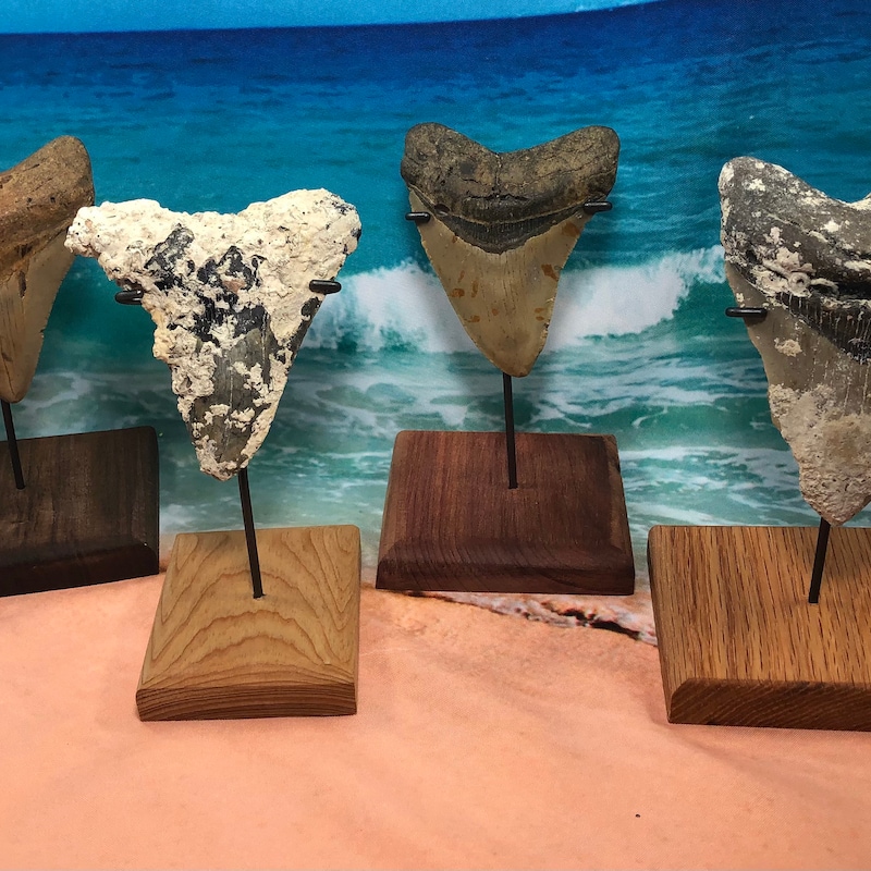 Shark Tooth Display - Etsy