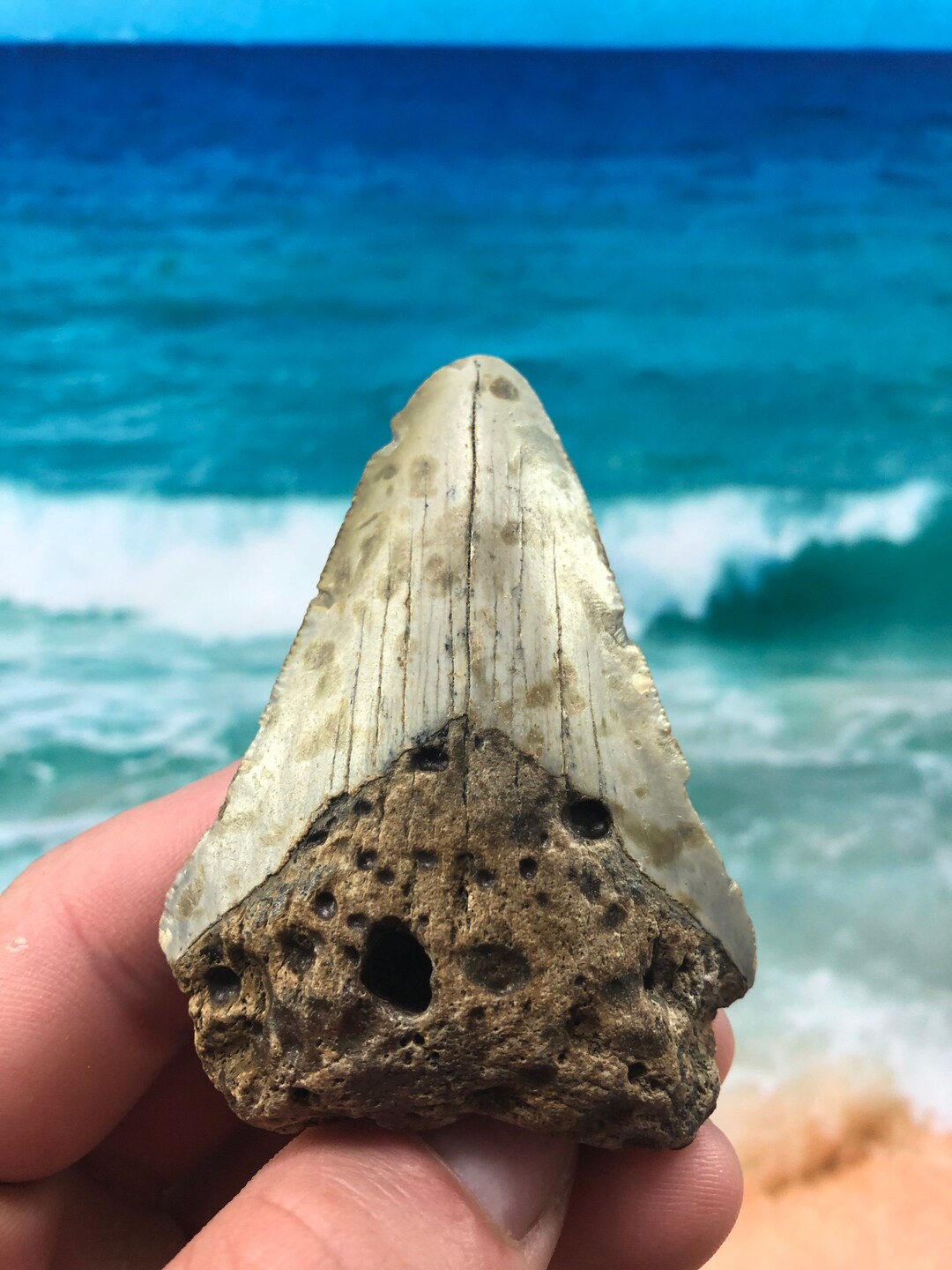 3.09 Real Fossil Megalodon Shark Tooth-scuba DIVER DIRECT - Etsy