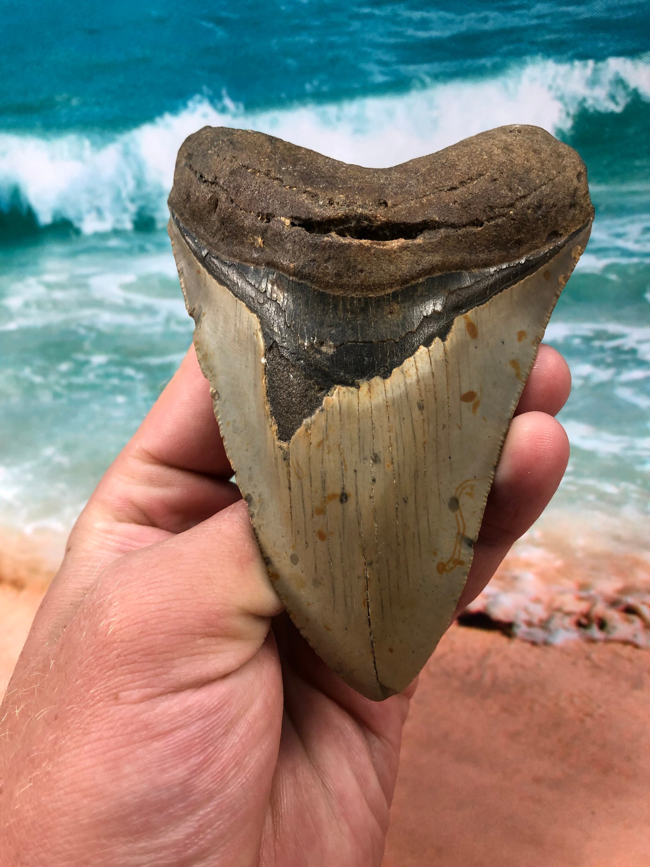 4.94” Real Fossil Megalodon Shark Tooth-scuba DIVER DIRECT — - Etsy