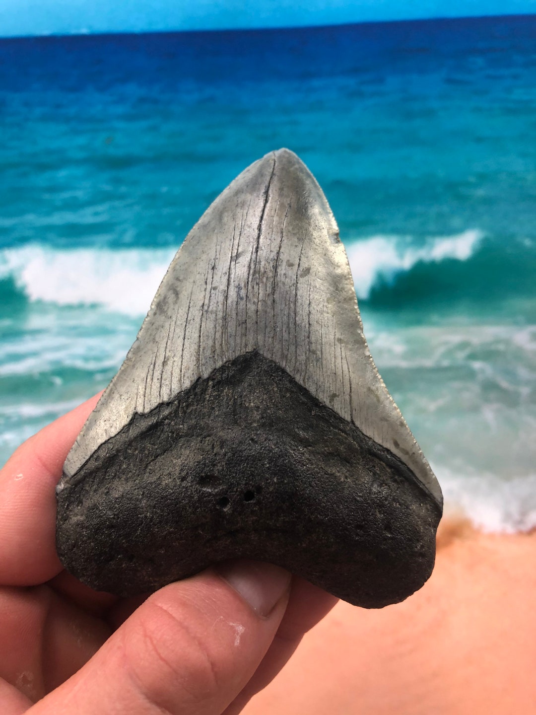 4.19” Real Fossil Megalodon Shark Tooth-scuba DIVER DIRECT —prehistoric ...