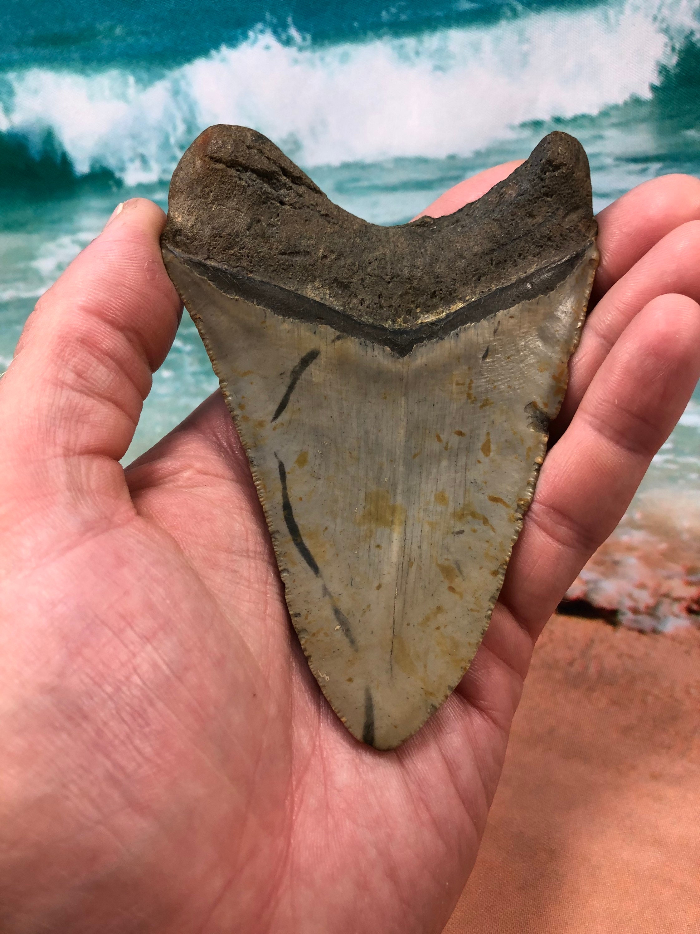 4.94” Real Fossil Megalodon Shark Tooth-scuba DIVER DIRECT — - Etsy