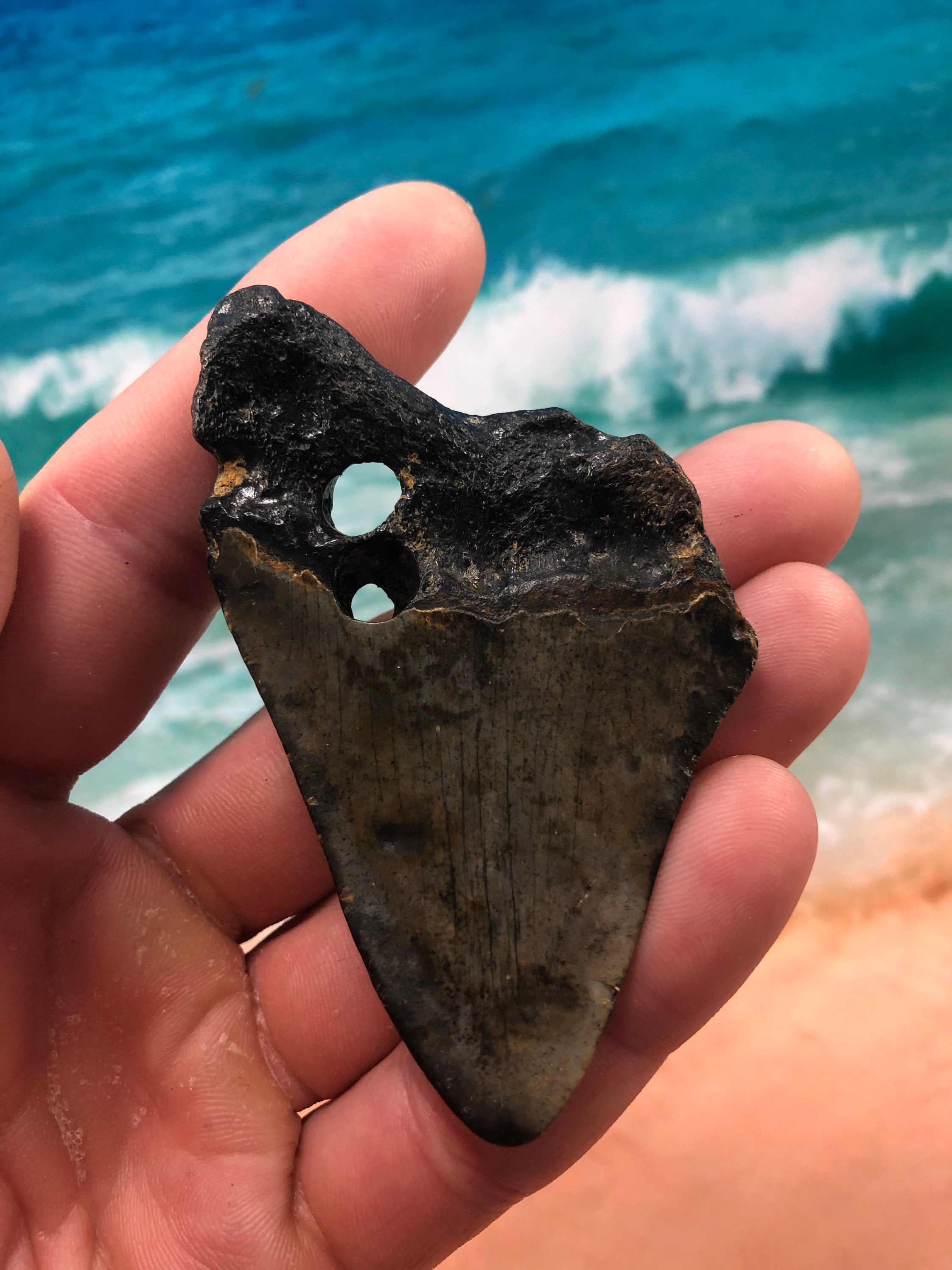 3.22” Holy Real Fossil Megalodon Shark Tooth-scuba DIVER DIRECT ...