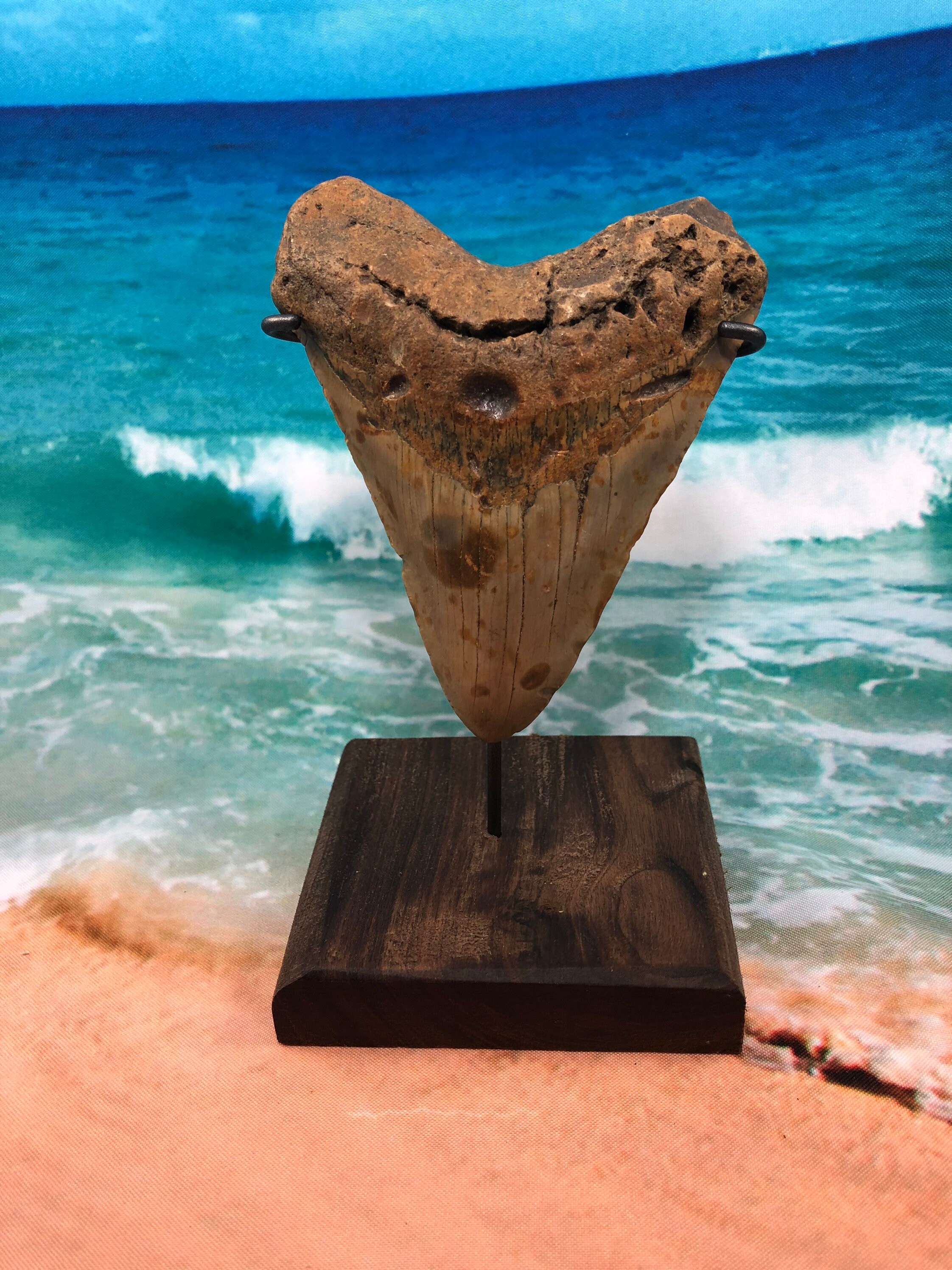 4.90” Giant Fossil Megalodon Shark Tooth Ocean Teeth Dinosaur Fish ...