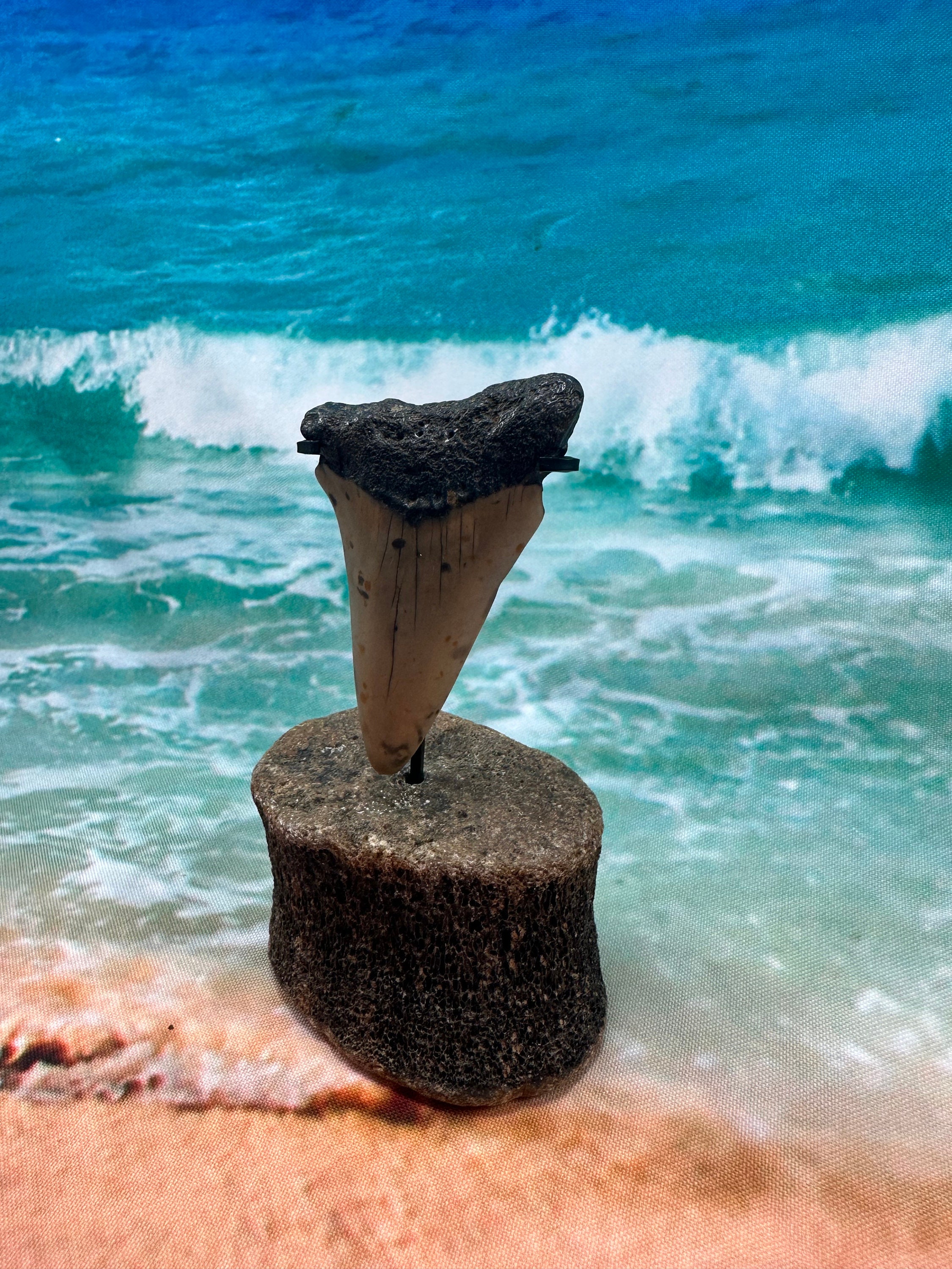 2.52 Sharp Fossil Mako Shark Tooth Ocean Teeth Dinosaur Fish - Etsy