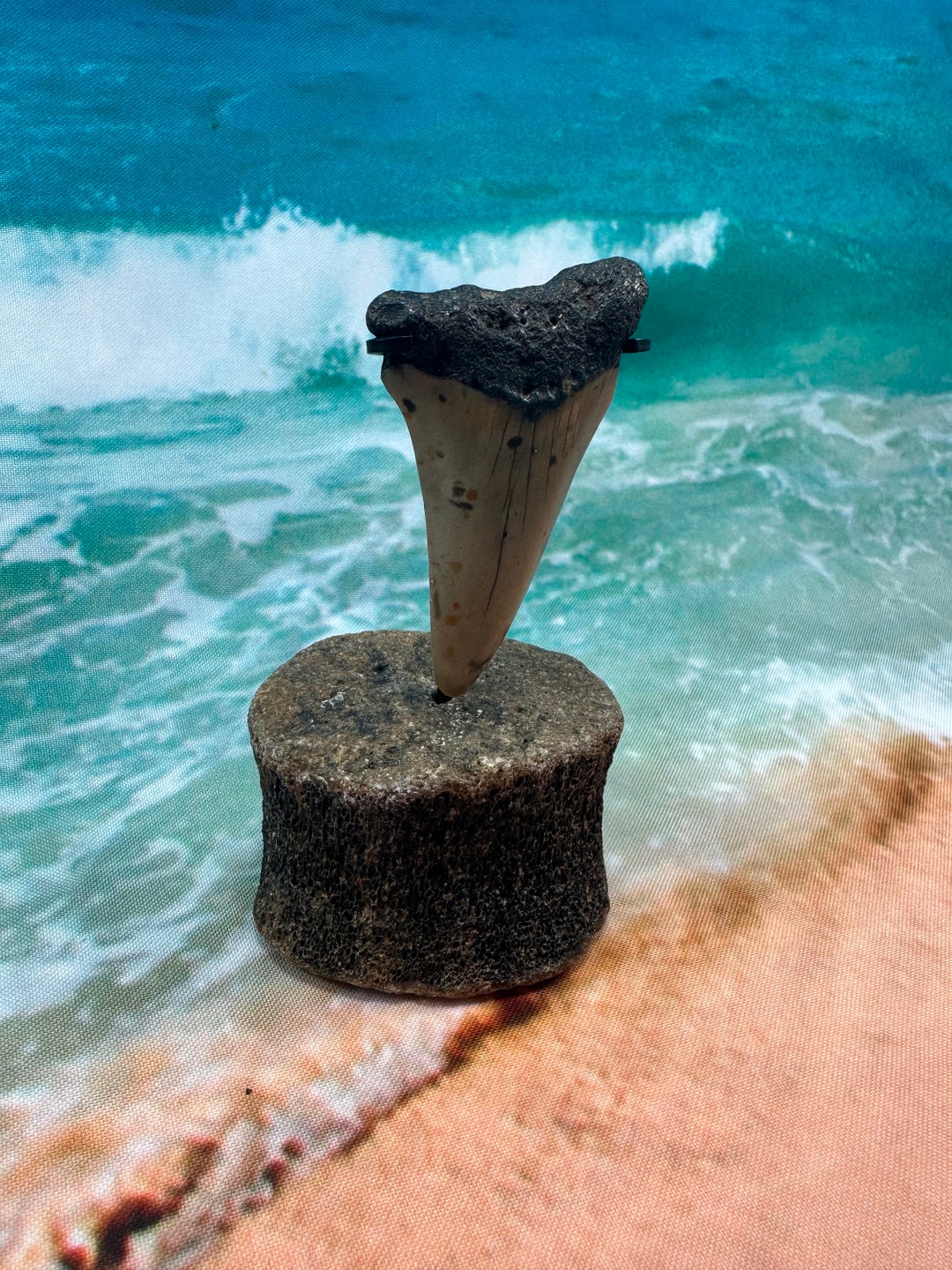 2.52” Sharp Fossil Mako Shark Tooth Ocean Teeth Dinosaur Fish- **on ...