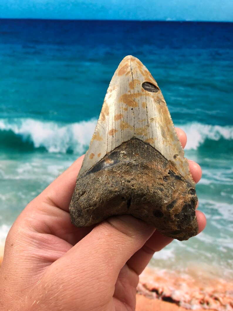 3.74” Real Fossil Megalodon Shark Tooth-scuba DIVER DIRECT —prehistoric ...