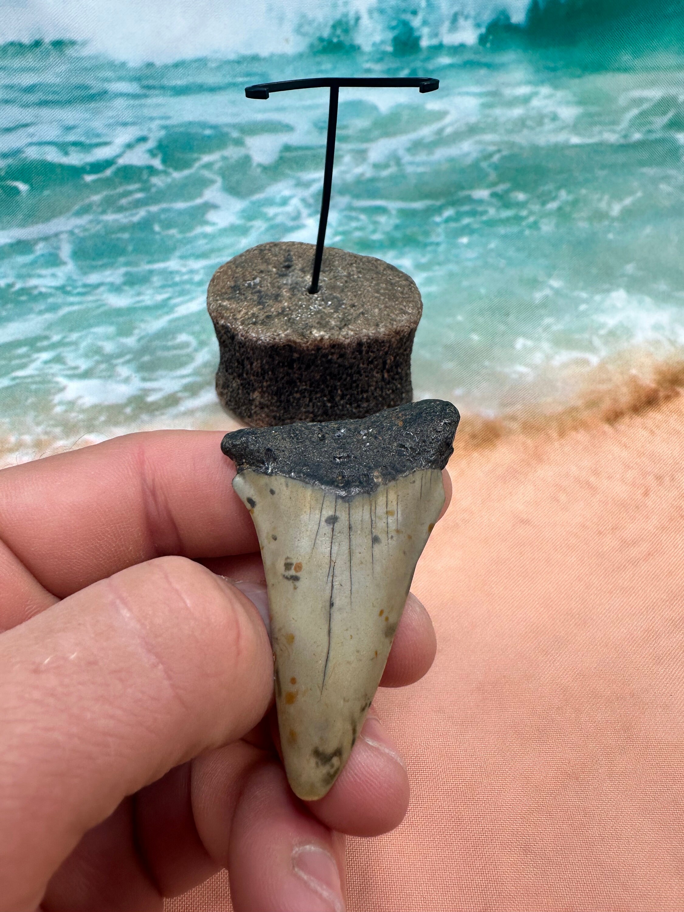 2.52 Sharp Fossil Mako Shark Tooth Ocean Teeth Dinosaur Fish - Etsy