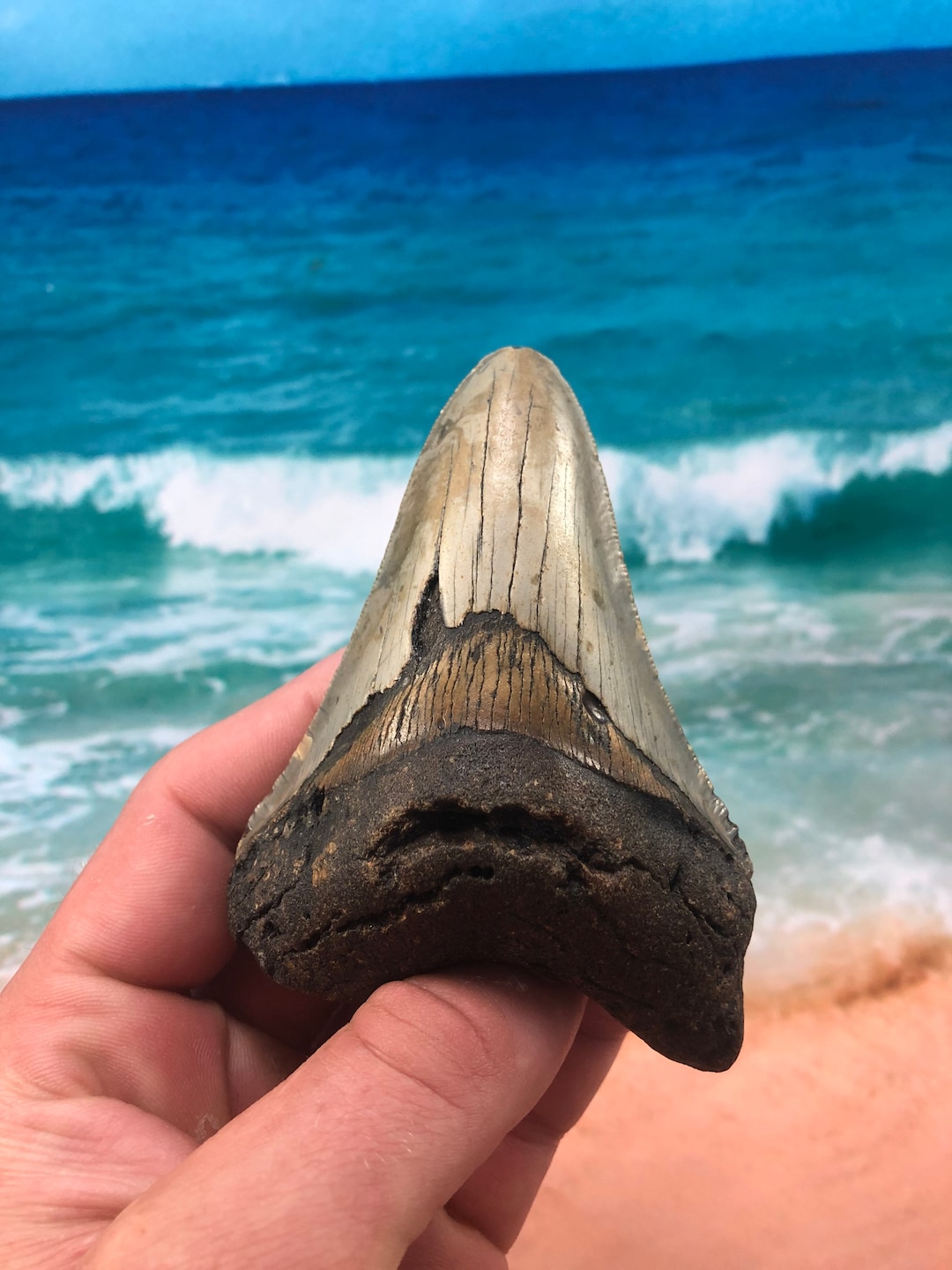 4.18” Orange Bourlette Real Fossil Megalodon Shark Tooth-scuba DIVER ...