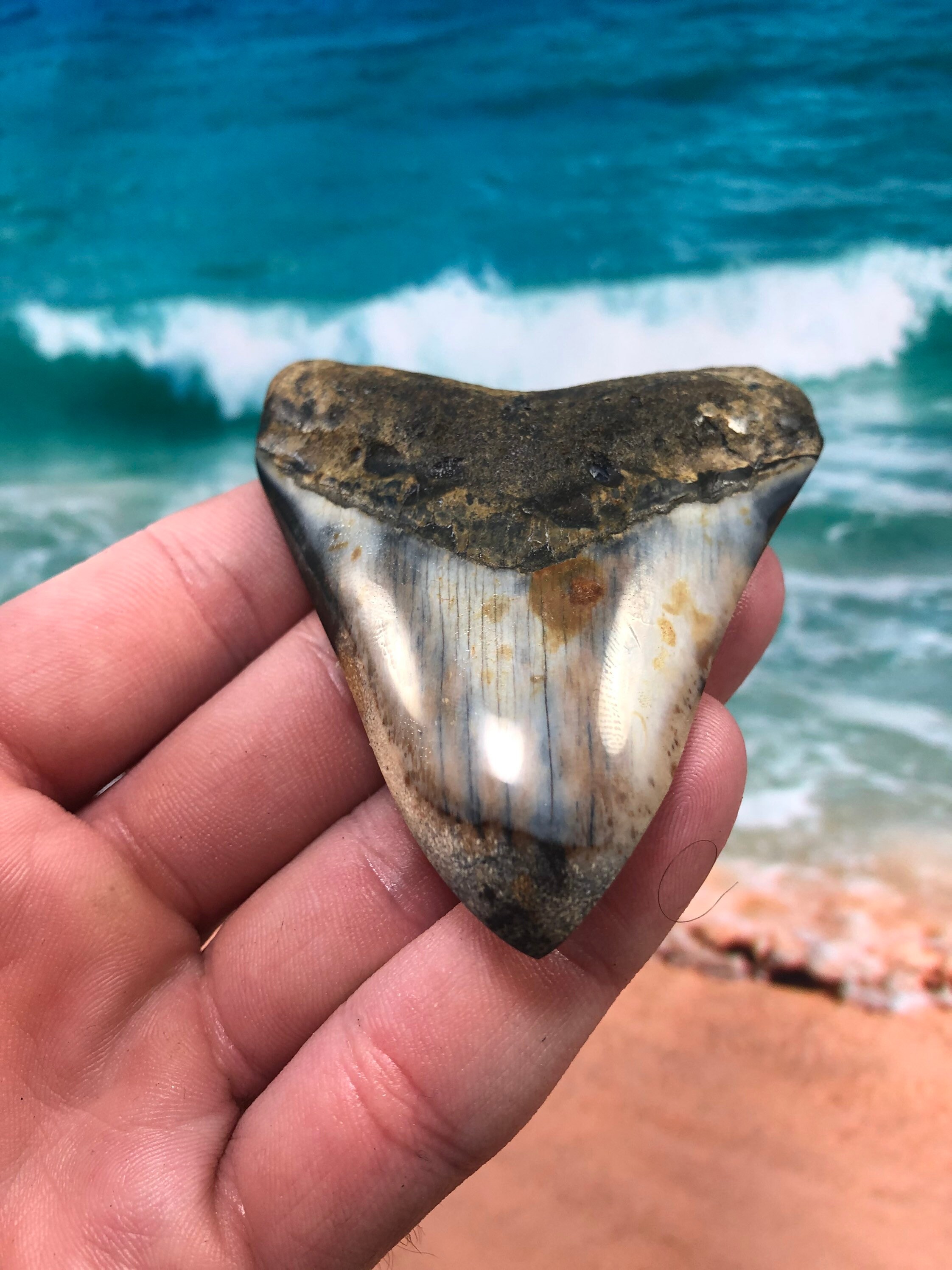 3.51 Real Fossil Megalodon Shark Tooth-scuba DIVER DIRECT diamond ...