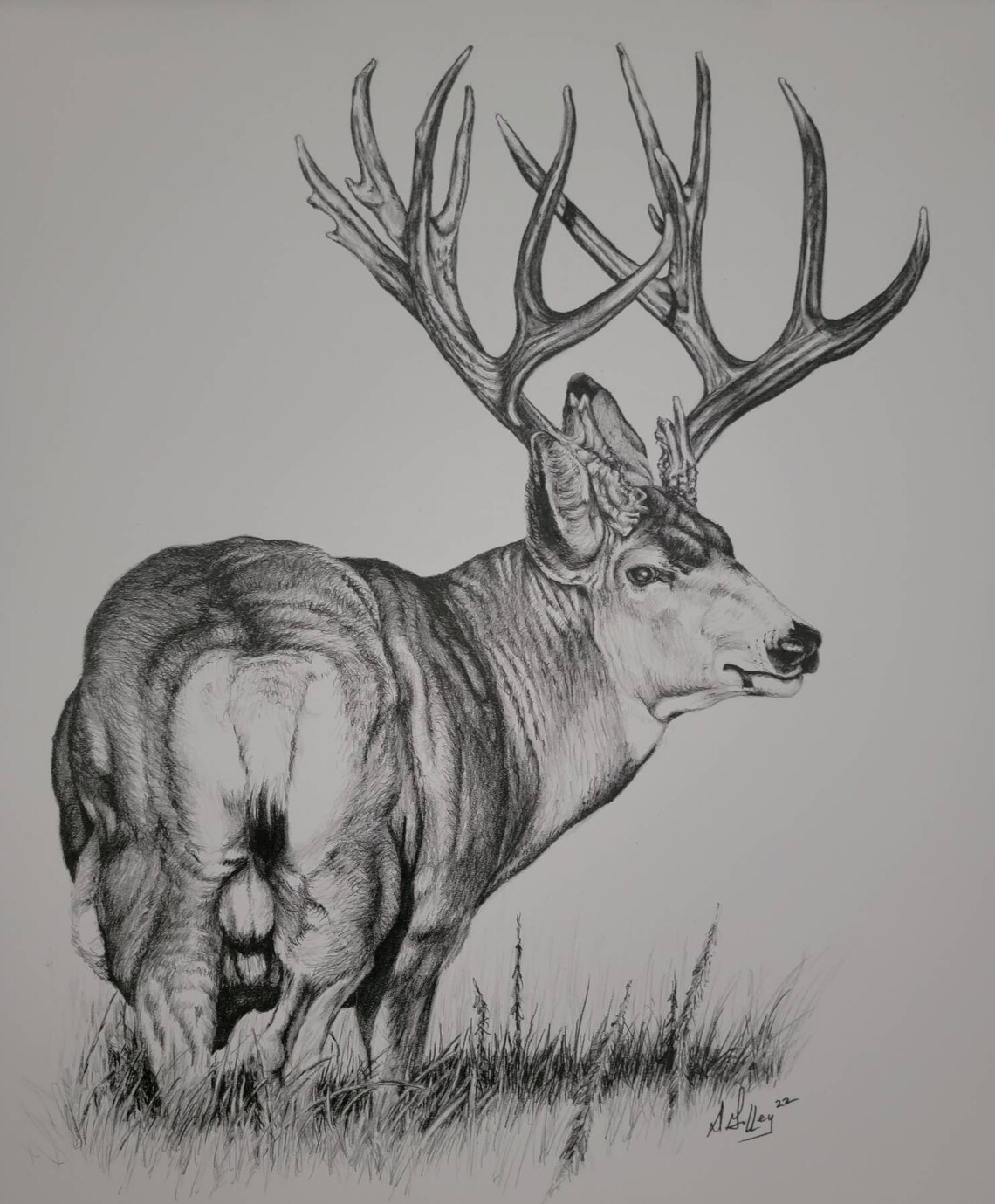 Large Muley Buck - Etsy