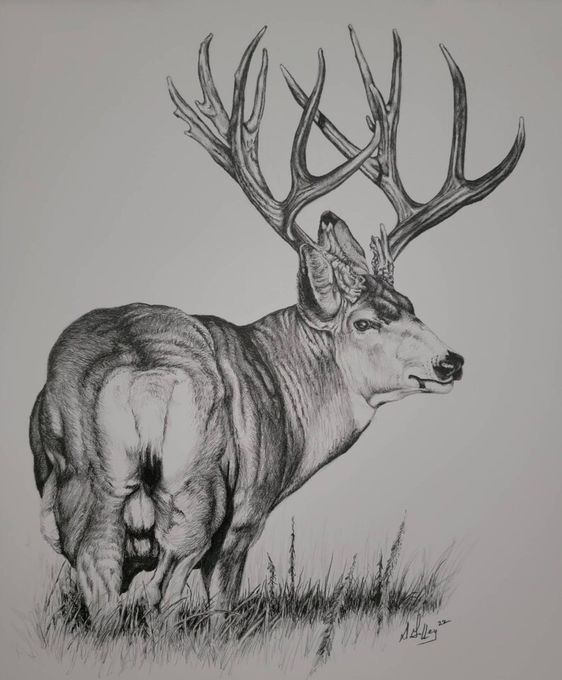 Large Muley Buck - Etsy