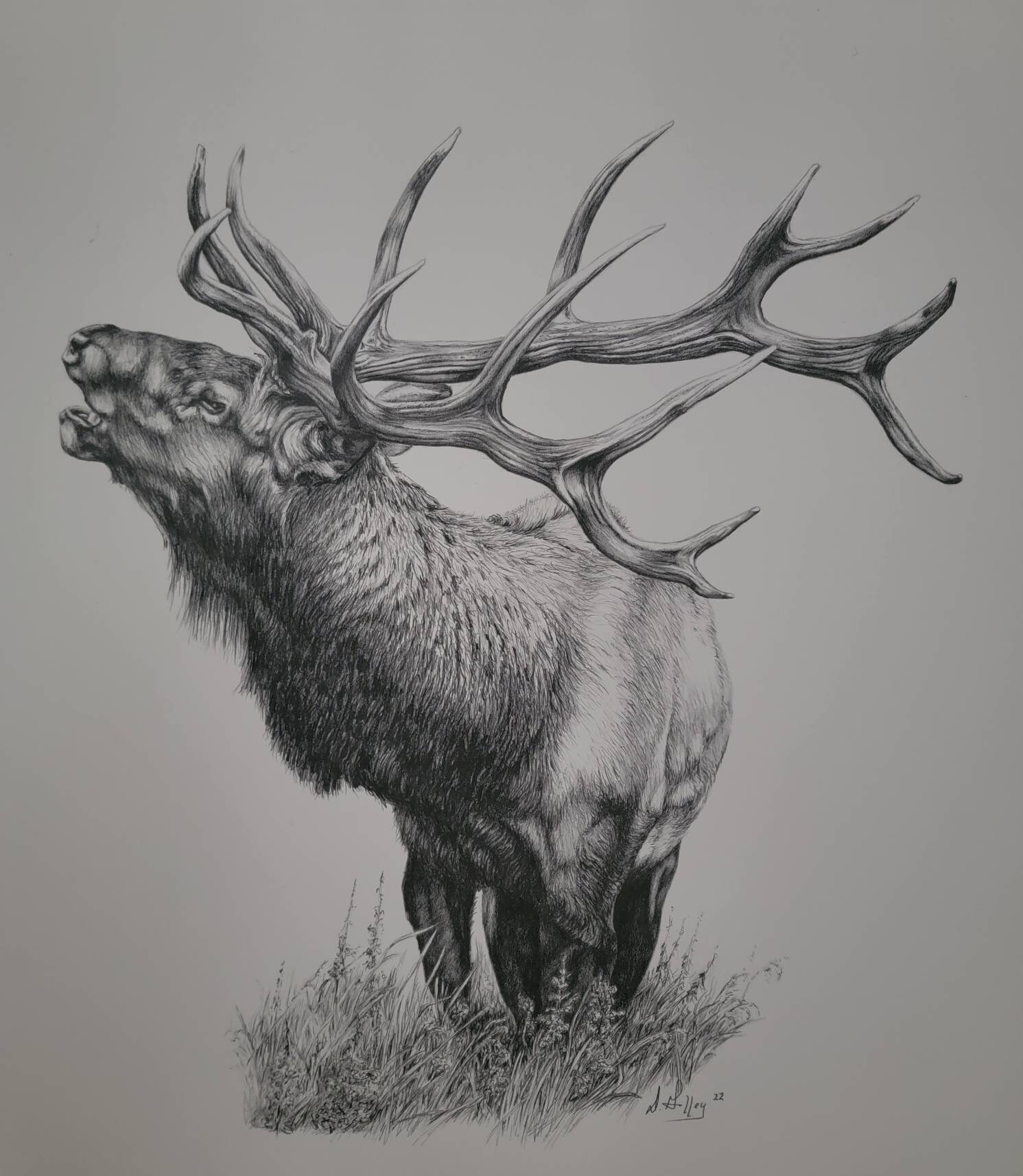 Bugling Elk - Etsy