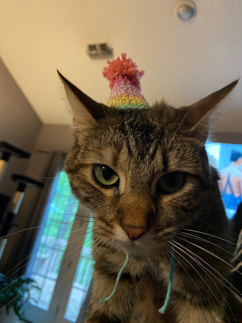 Cat Party Hat Made to Order - Etsy