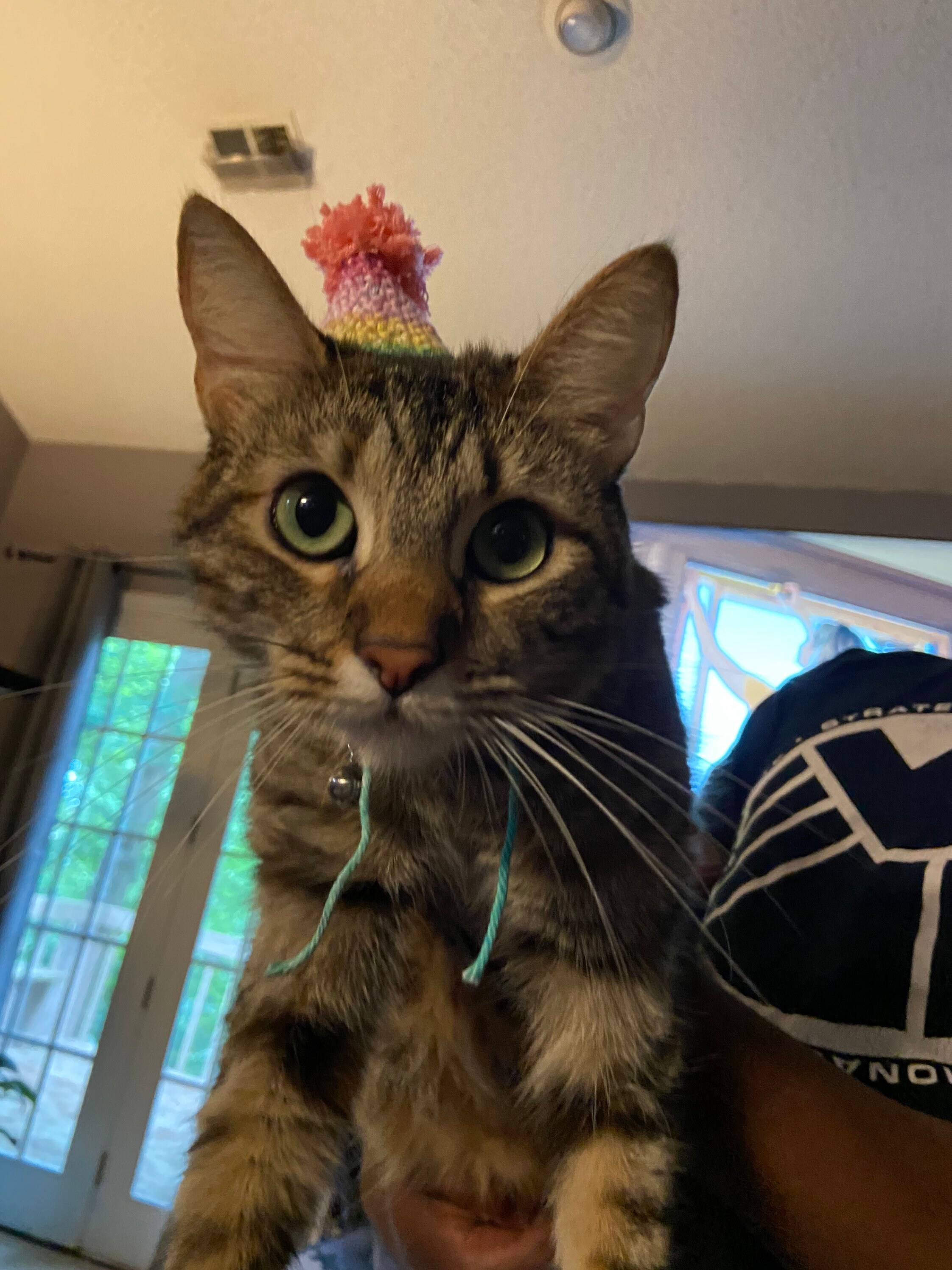 Cat Party Hat Made to Order - Etsy