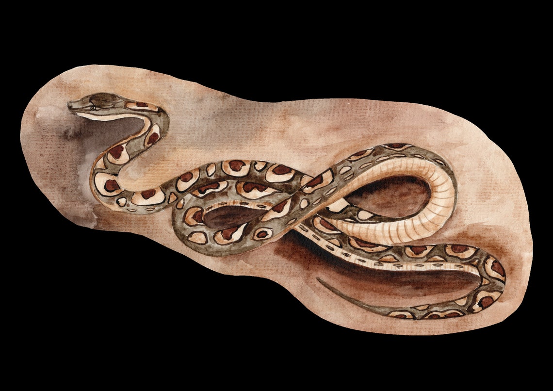 Scales of Time: the Lifecycle of a Snake - Etsy