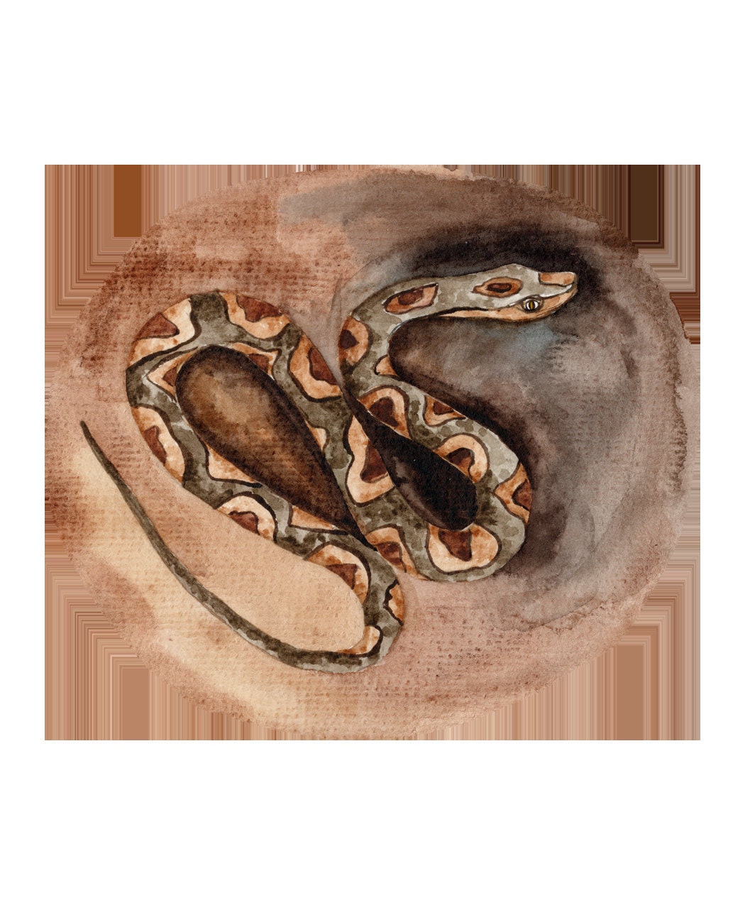 Scales of Time: the Lifecycle of a Snake - Etsy