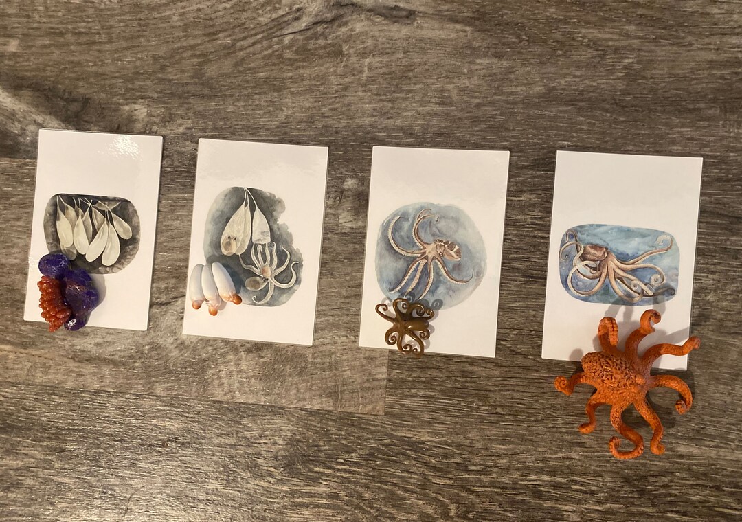 Blanket Octopus Life Cycle at Teri Banuelos blog