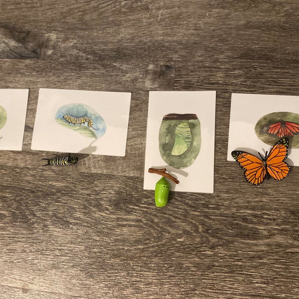 Butterfly Life Cycle - Etsy
