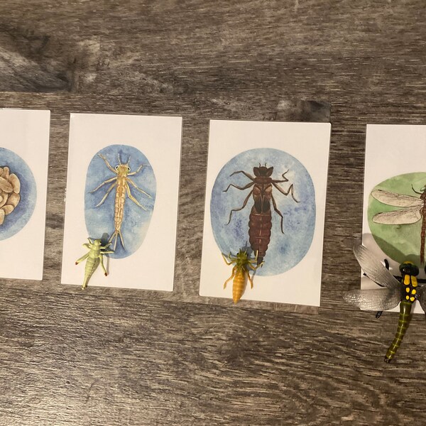Dragonfly Life Cycle - Etsy
