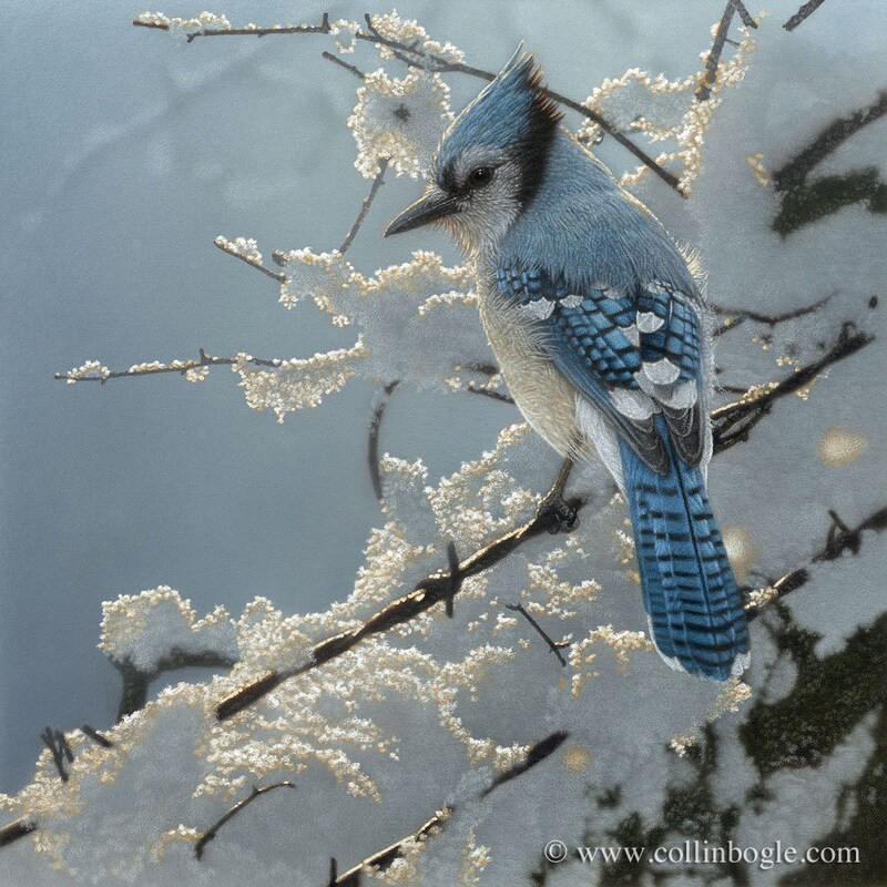 Blue Jay Art - Etsy
