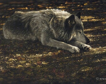 Antique Wolf Painting, Moonlight Wolf by Frederic Remington, Lone Wolf ...
