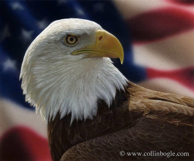 Bald Eagle Painting, Bald Eagle Art Print, Portrait, American Bald ...