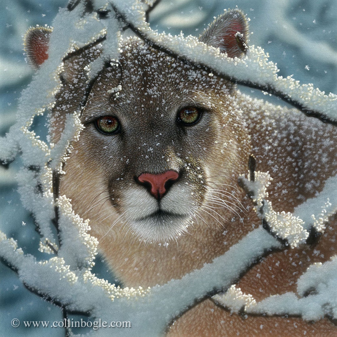 Cougar Art Print, Cougar Painting, Mountain Lion, Puma, Big Cat ...