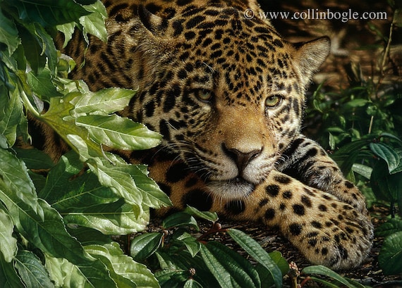 Jaguar Painting Jaguar Art Print Big Cat Wild Cat Wildlife | Etsy