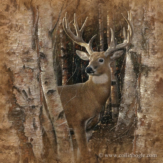 Whitetail Buck Art