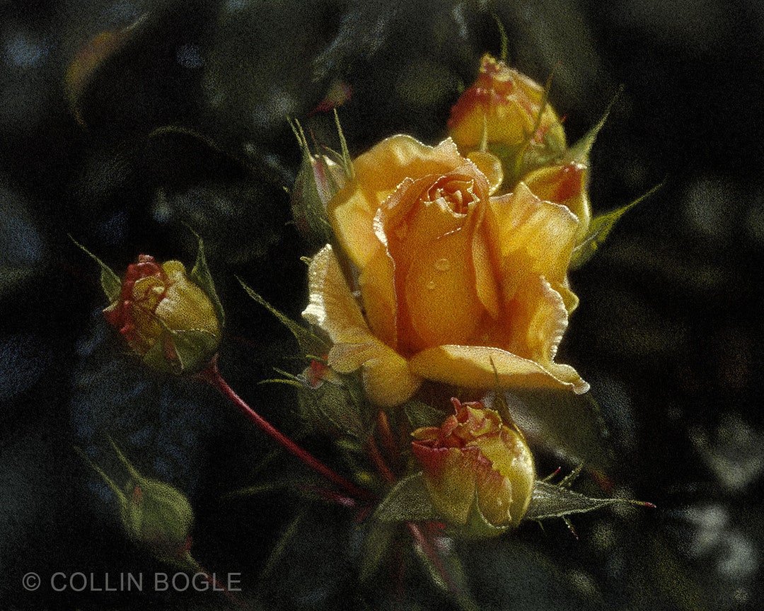 Yellow Rose Painting, Yellow Rose Print, Rose Art, Rose Picture, Rose ...