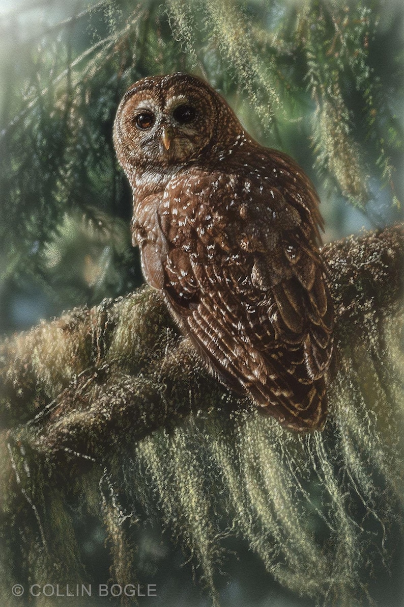 Owl Painting, Spotted Owl Art Print, Bird Wall Decor, Wildlife Art ...