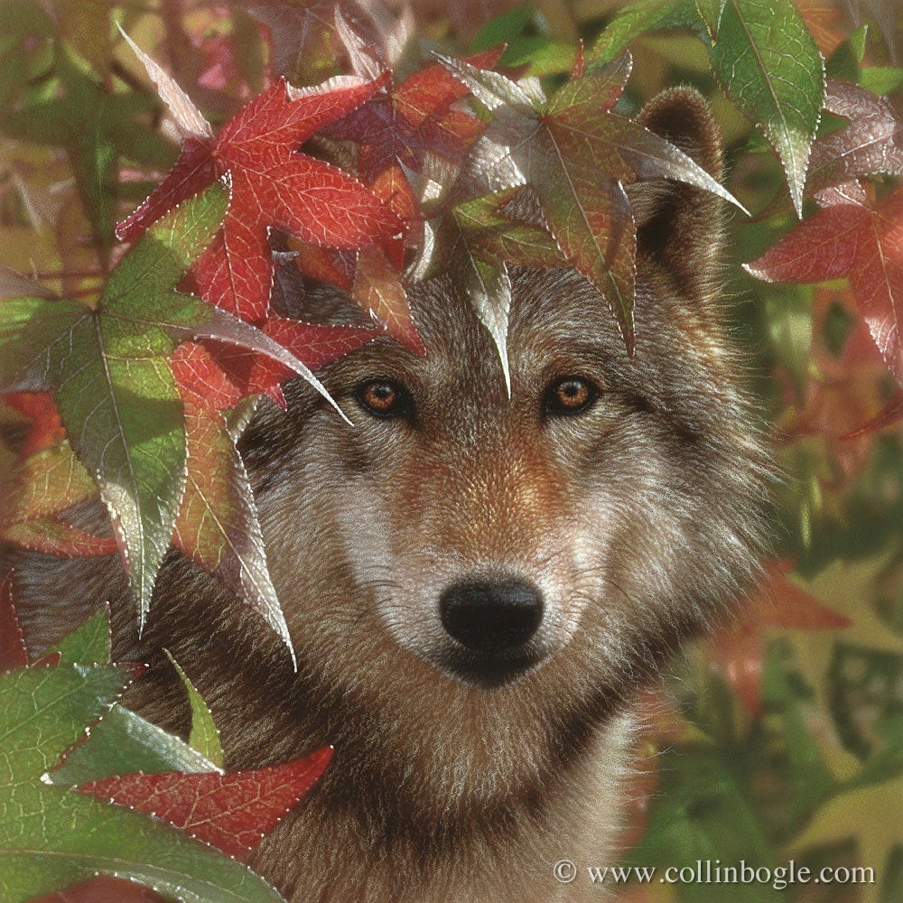 Wolf Drawing, Wolf Wall Art, Autumn Wolf, Grey Wolf, Wolf Portrait ...