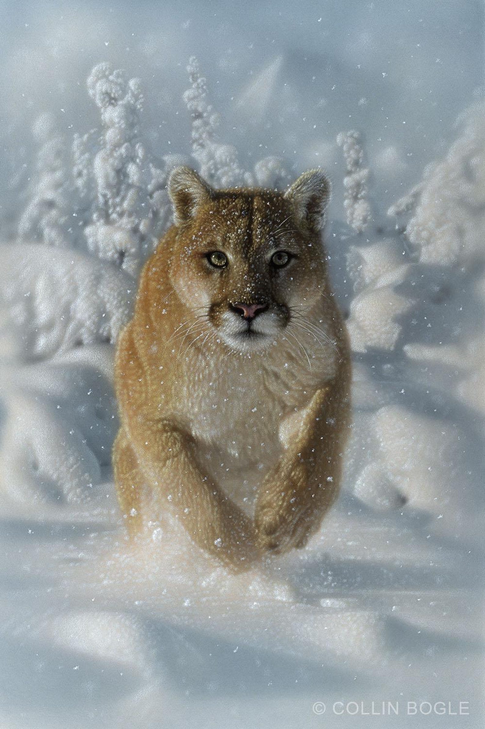 Cougar Painting, Mountain Lion Art Print, Winter Wall Decor, Wildlife ...
