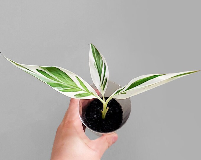 Musa Florida Variegated Banana Tree - Etsy