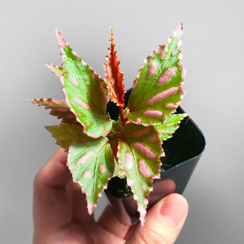 Begonia Julau 2inch Pot Terrarium Culture - Etsy