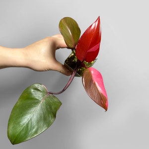 Philodendron Persimmon Princess - Etsy