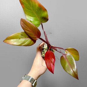 Philodendron Persimmon Princess - Etsy