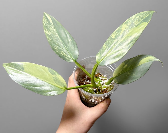 Philodendron Silver Sword Variegated - Etsy
