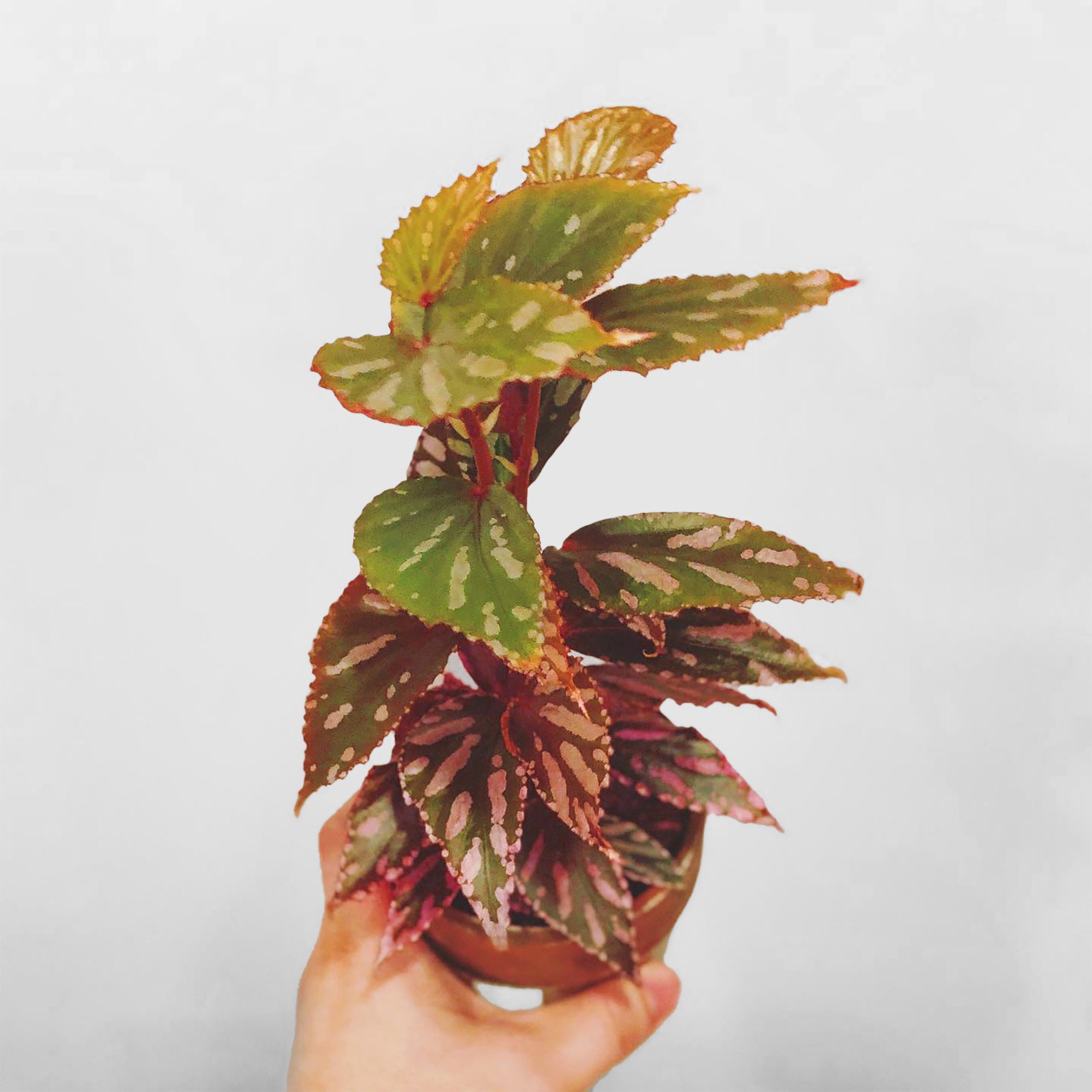 Begonia Julau 2inch Pot Terrarium Culture - Etsy