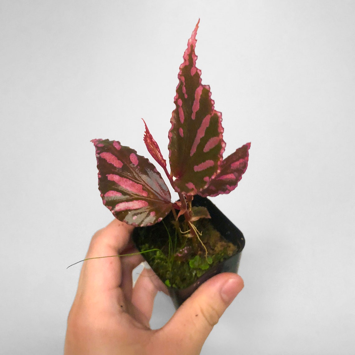 Begonia Julau 2inch Pot Terrarium Culture - Etsy
