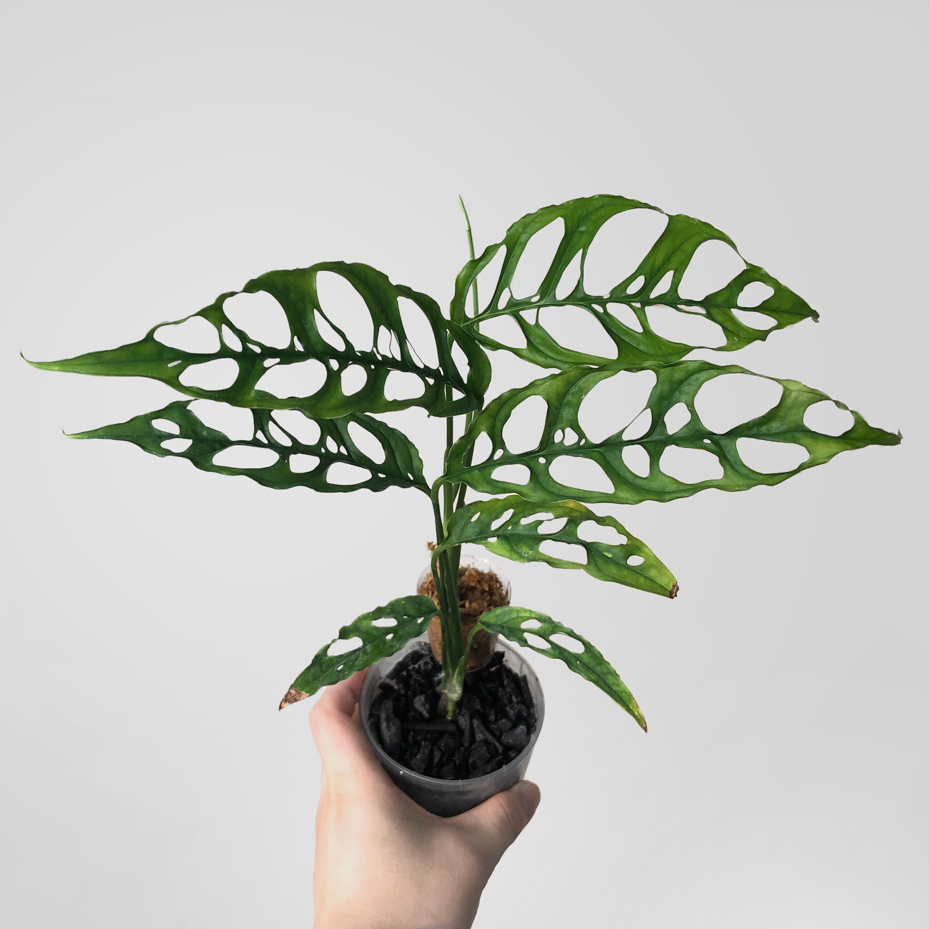 Monstera Obliqua Care Your Plant Helper