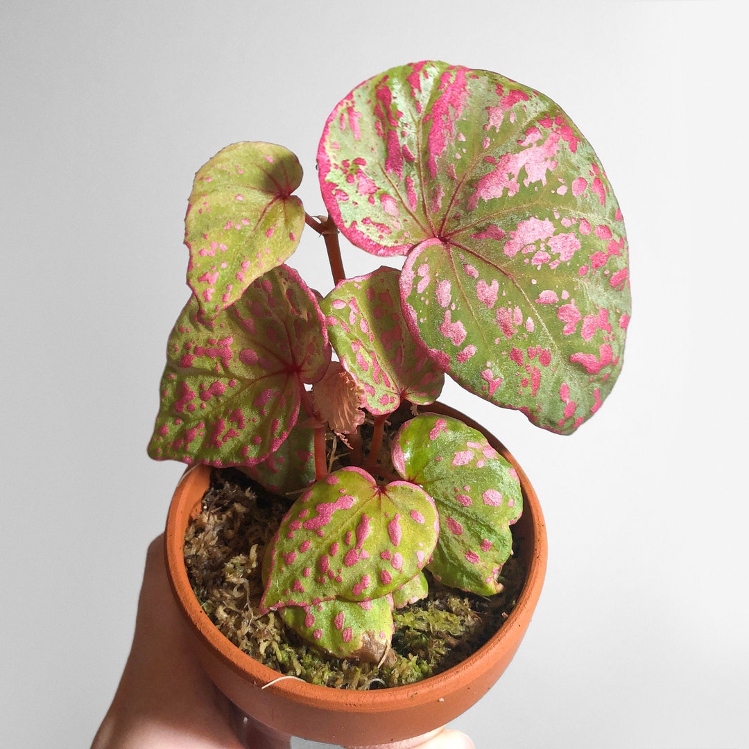 Begonia Roseopunctata Terrarium Culture - Etsy