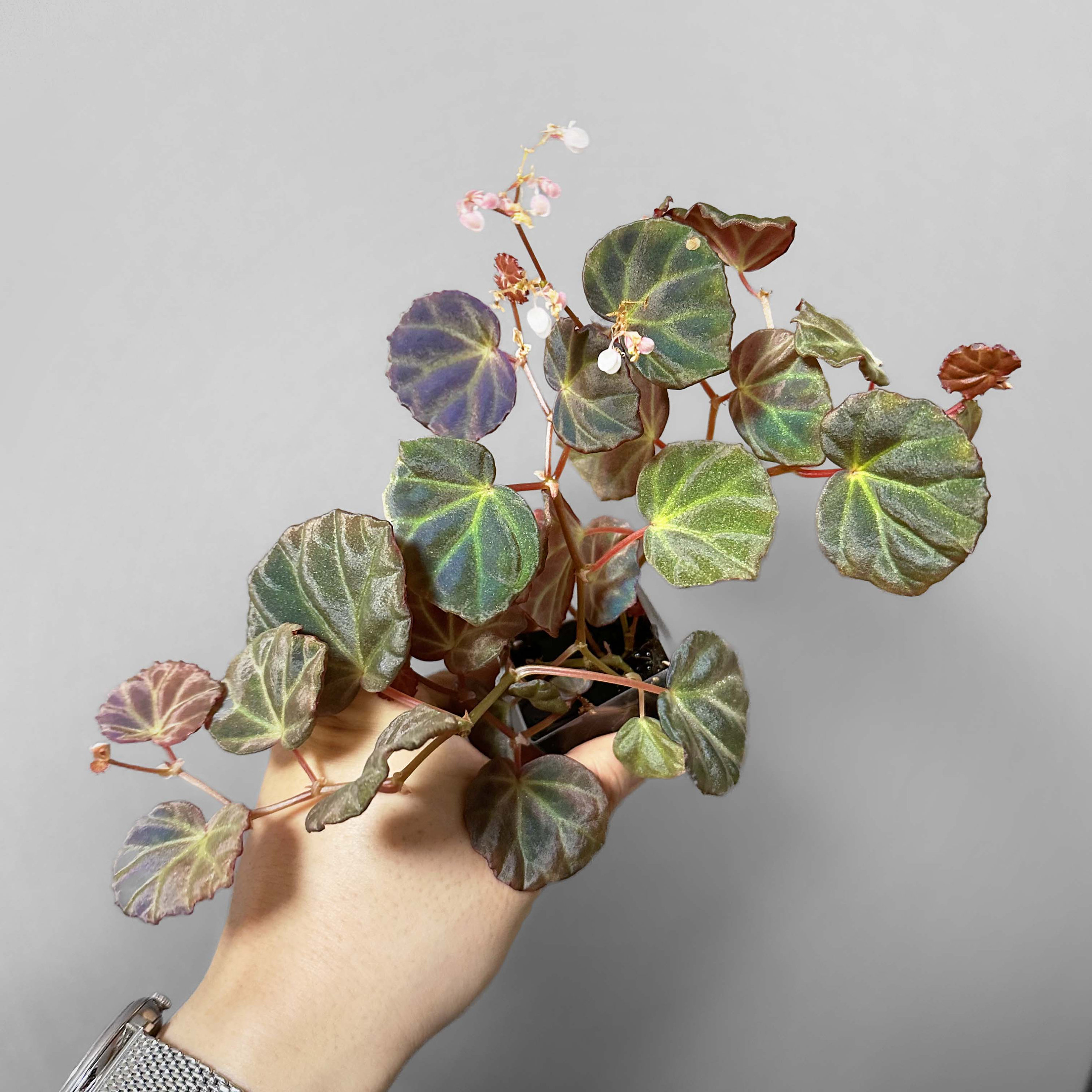 Begonia Sarawak Starter Plant - Etsy