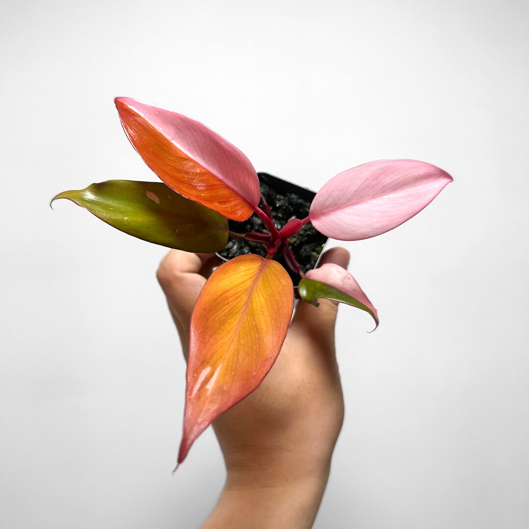 Philodendron Persimmon Princess - Etsy